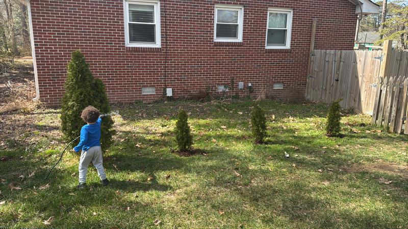 Spring Hill Nurseries Emerald Green Upright Arborvitae Screening Shrub ...
