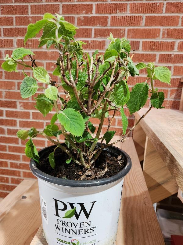 Proven Winners Purple Invincibelle Mini Mauvette Smooth Hydrangea ...