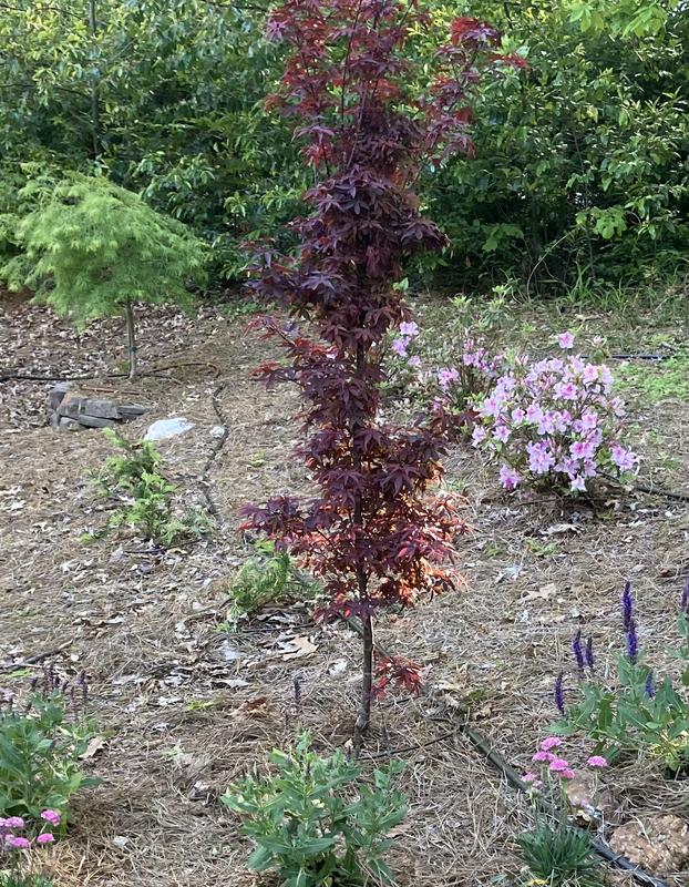 Southern Planters 5-Gallons Green Feature Twombly's Red Sentinel ...