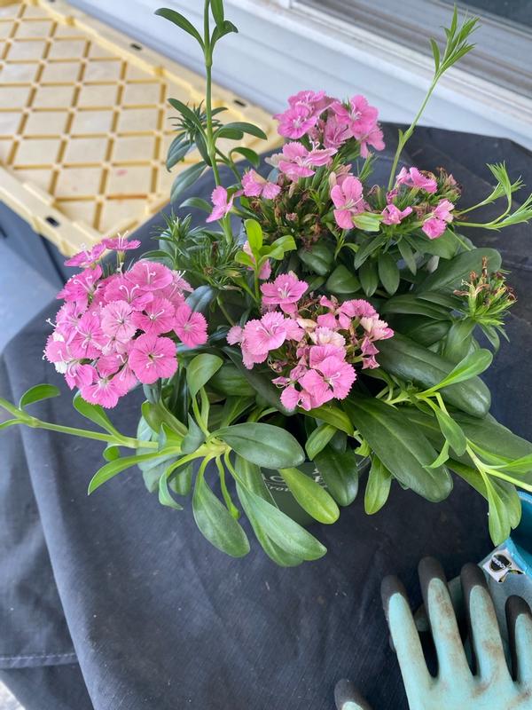 Lowe's 2 -Quart Purple Delilah Bicolor Purple Dianthus 1 -Pack - Low ...