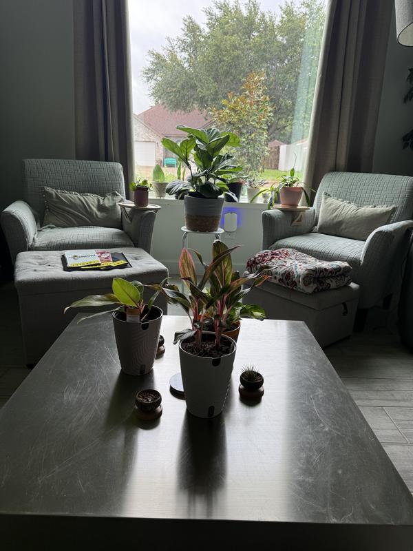 Lowe's Fiddleleaf Fig House Plant in 1.72-Gallon Pot NURSERY at Lowes.com