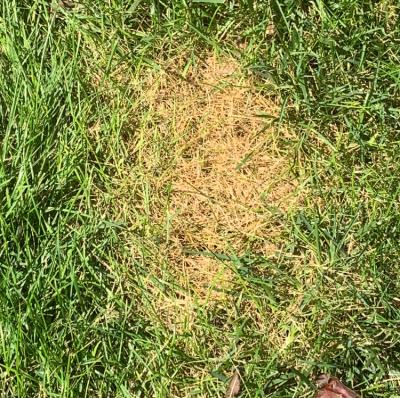 Turf Gro 50-lb 12000-sq ft 24-0 All-purpose Lawn Fertilizer in the Lawn ...