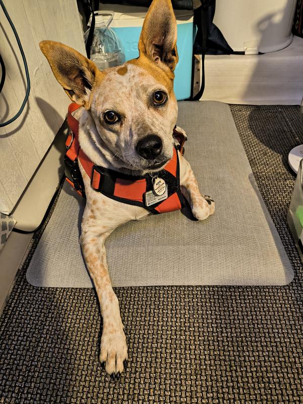 allen + roth 2-ft x 3-ft Gray Polyurethane Rectangular Indoor ...