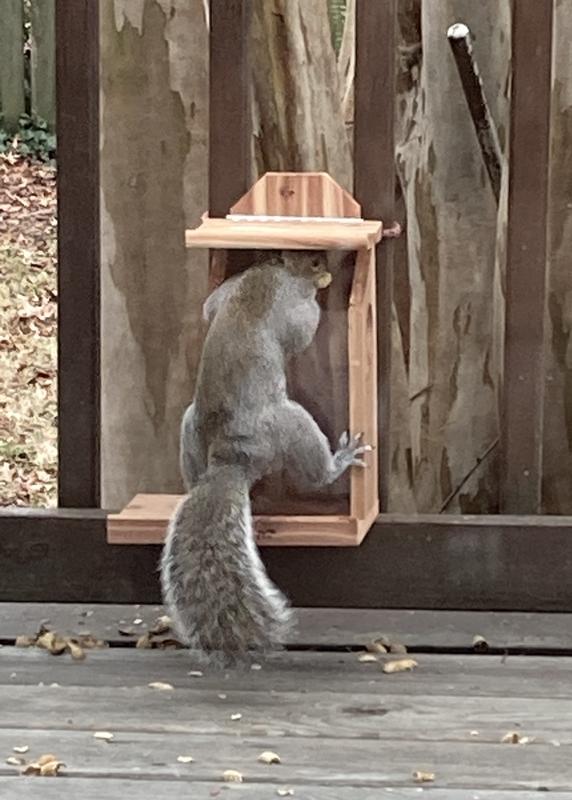 HomeGrown Eastern Red Cedar Wood Lidded Box Squirrel Feeder CBF-03222 ...