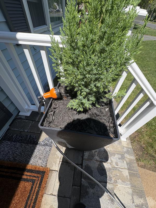 2.25 -Gallon Blue Point Juniper Foundation/Hedge Shrub 1 -Pack in the ...