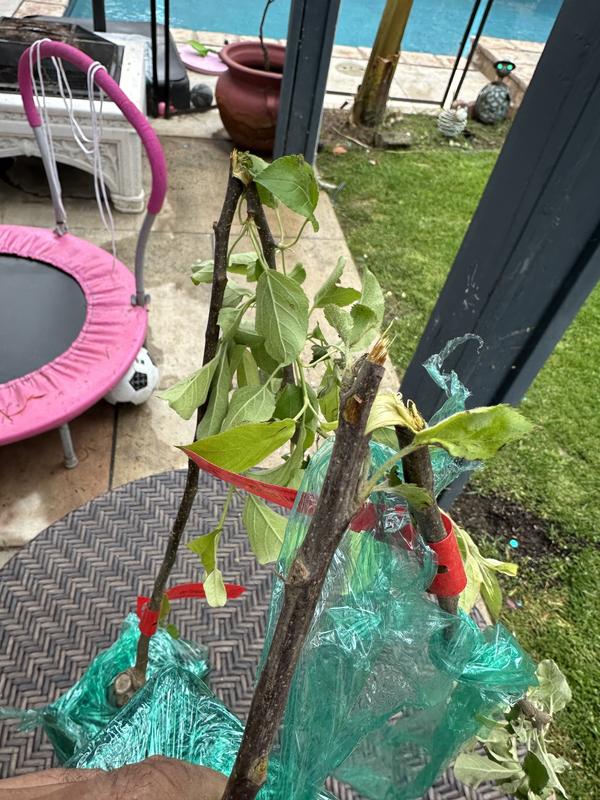 Fruit Fuji Apple Bare Root (With Soil) FTAP002 at Lowes.com