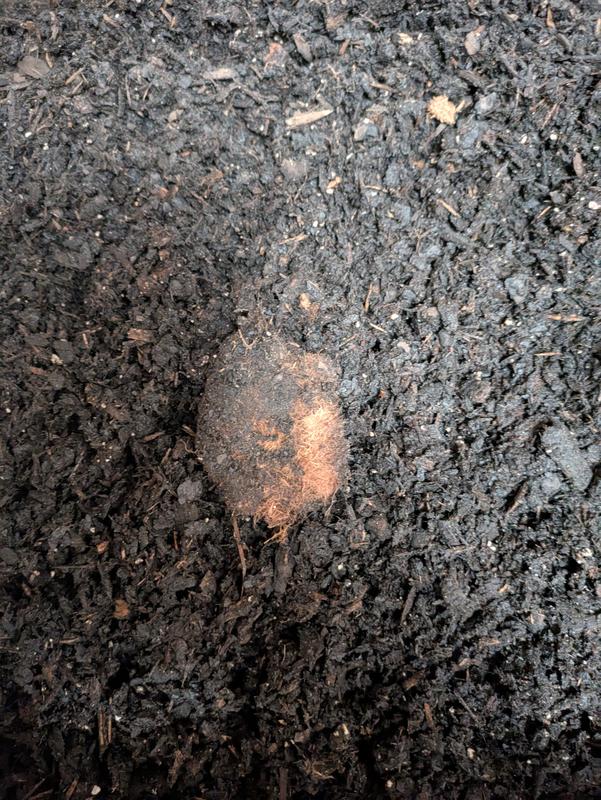 Hapi-Gro 25-Quart All-purpose Organic Potting Soil Mix 50150185 at ...