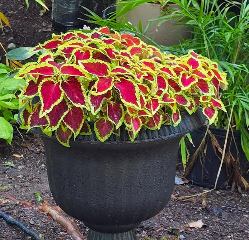 Lowe's 8 -Pack Multicolor Coleus 8 -Pack in the Annuals department at ...