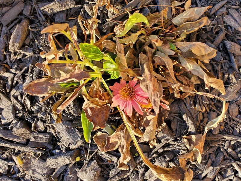 Lowe's Multicolor Coneflowers Plant in 1.15-Gallon Pot NURSERY at Lowes.com