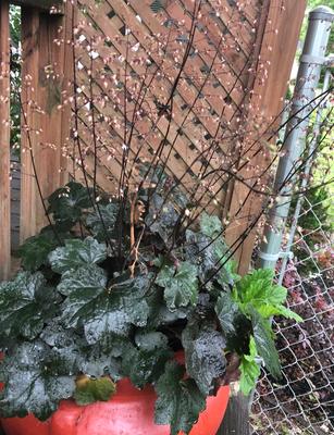Monrovia 1.00-GAL HEUCHERA M in the Perennials department at Lowes.com