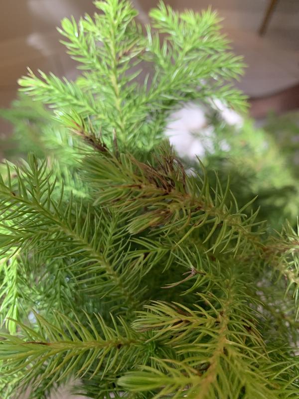 Costa Farms 1.4-Quart Fresh Christmas Potted Norfolk Island Pine (2 ...