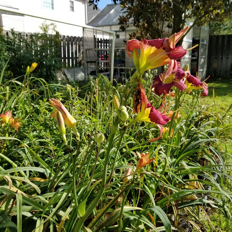 Mister Landscaper 1 Output Port Stationary Digital Hose End Timer MLWT ...