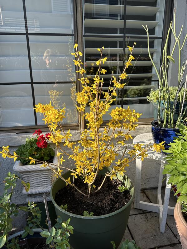 Monrovia Yellow Magical Gold Forsythia Flowering Shrub in 3.58-Gallon ...