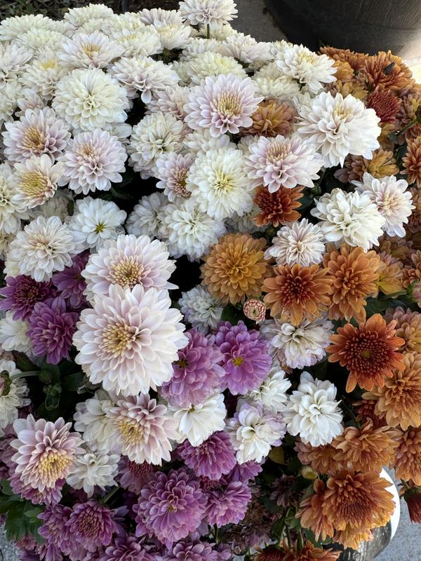 Ready Refill Multicolor Ready Refill Mums in 1.5-Gallon Pot NURSERY at ...