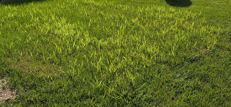 Harmony Home Bluegrass Sod (8 sq. ft.) - High Traffic & Insect ...