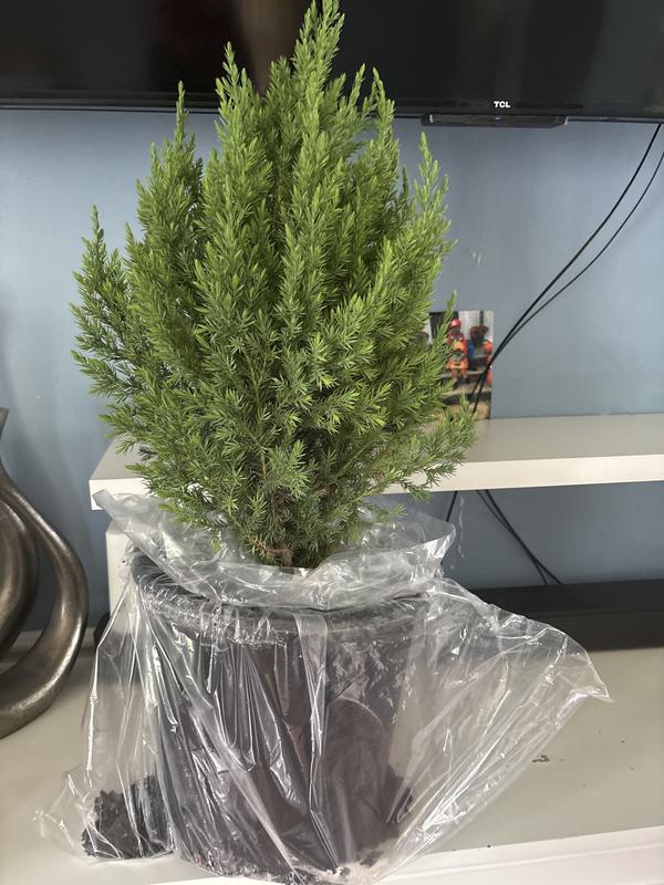 2.25 -Gallon Blue Point Juniper Foundation/Hedge Shrub 1 -Pack in the ...