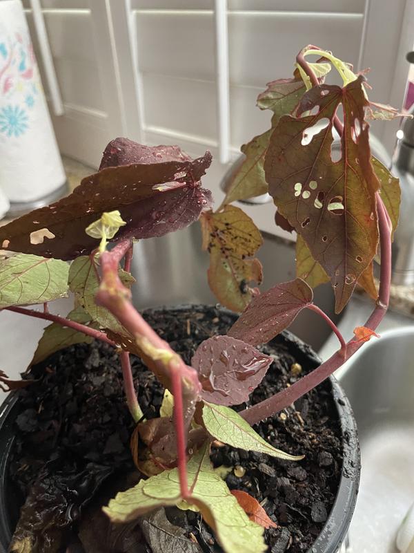 National Plant Network Red Head Over Heels Passion Hibiscus Plant ...