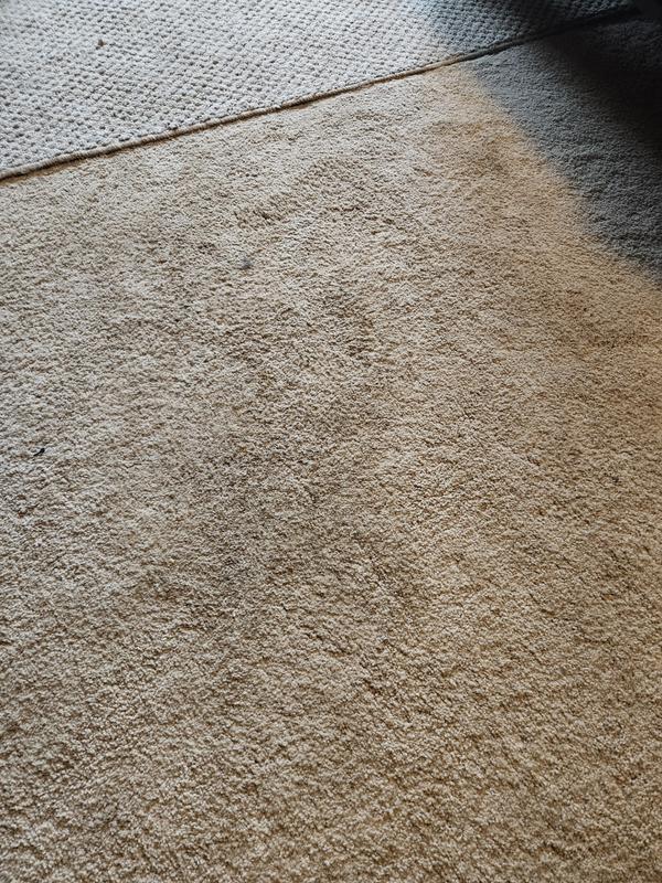 STAINMASTER (Sample) Unmatched Beauty IV Shalestone Gray 97.5-oz sq ...