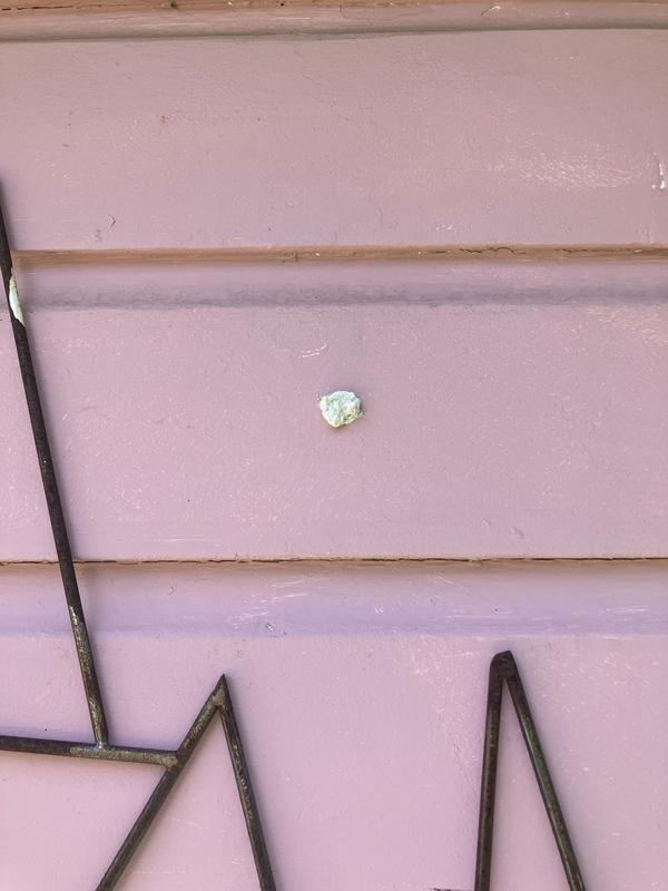 TOMCAT Rodent Block Expanding Foam Barrier Rat Prevent 4418510 at Lowes.com