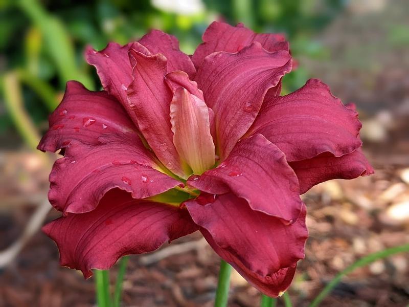 Spring Hill Nurseries 1 -Pack Red Pardon Me Double Flowering Daylily ...