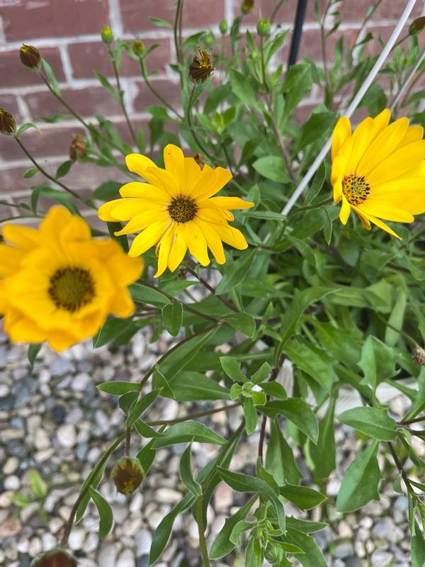 Lowe's 1.5 Gallon(s) Assorted colors African Daisy Hanging Basket 1 ...