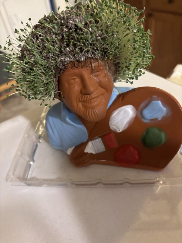 Chia Pet 1 -Pack Chia Plant in Planter in the Herb Plants department at ...