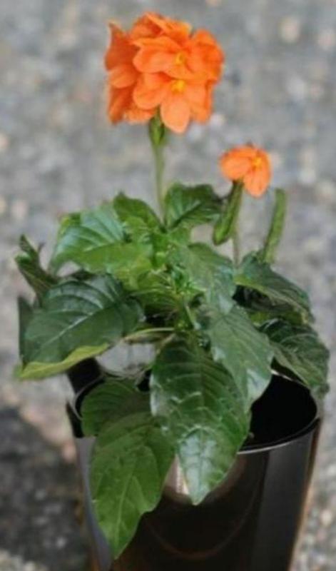 Multicolor Crossandra in 1.25-Pint Pot FL ASST at Lowes.com