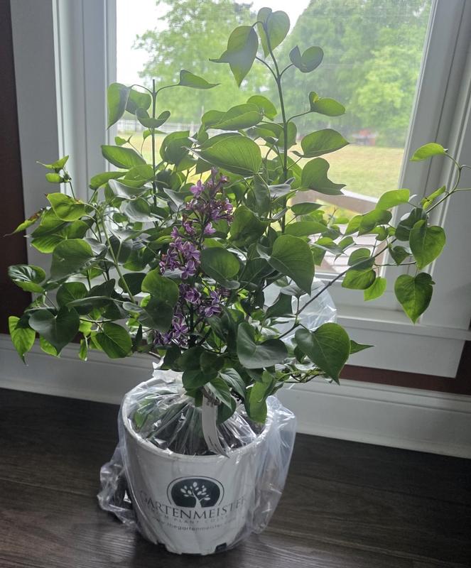 2.25 -Gallon Sensation Lilac Flowering Shrub with Purple Blooms 1 -Pack ...