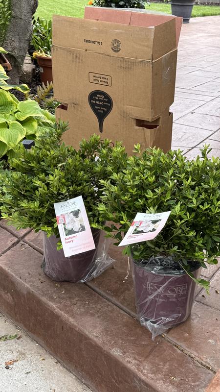 Encore Azalea White Autumn Ivory Azalea Flowering Shrub in 1-Gallon Pot ...