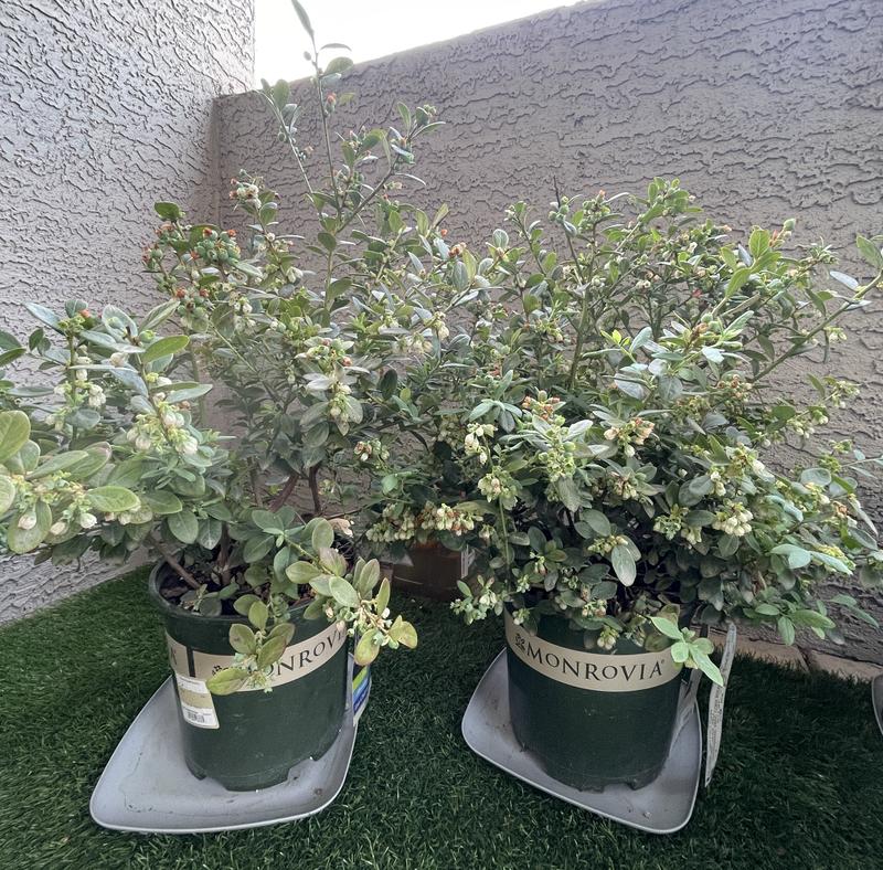 Monrovia White Bountiful Blue Blueberry Flowering Shrub in 1.73-Gallon ...
