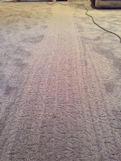 Coronet Trustworthy Soft Taupe Brown 40-oz sq yard Polyester Pattern ...