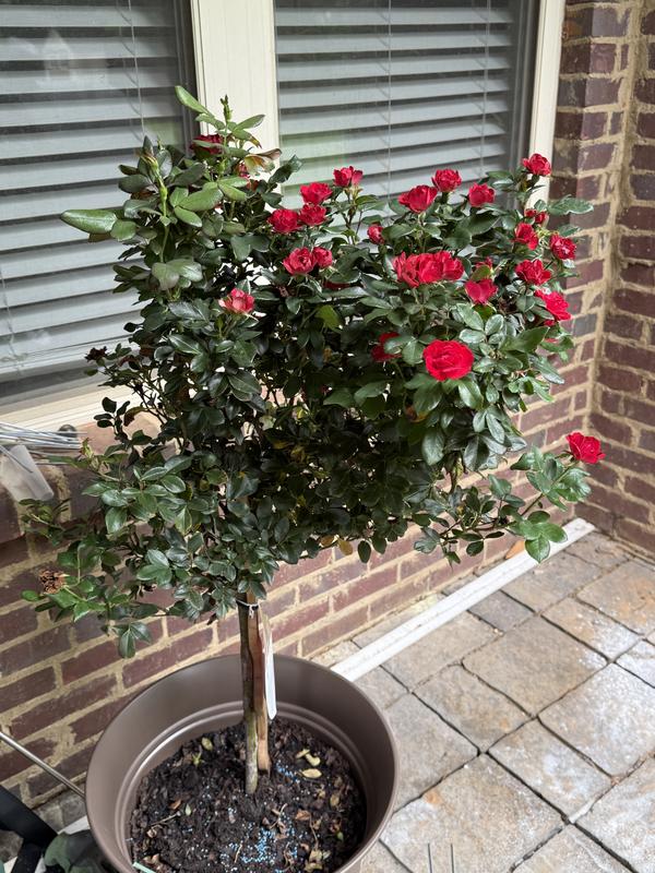 Knock Out 3.00-GAL ROSE RED TREE PTF KO 7111TF3 at Lowes.com