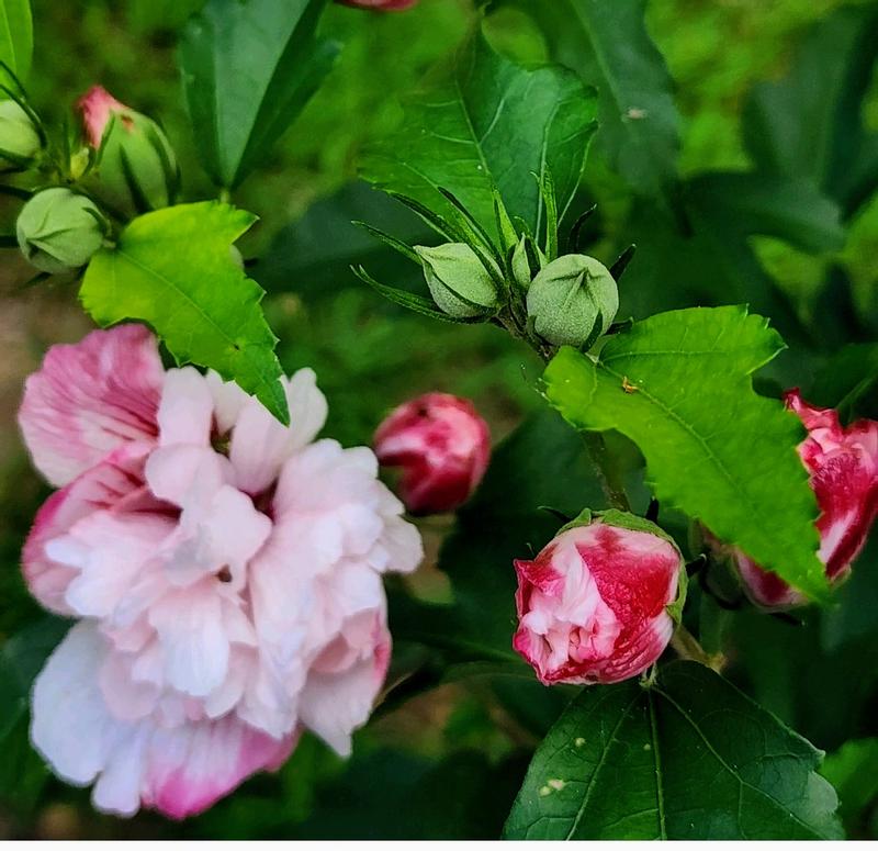 Gurney's Seed and Nursery Danica Rose Of Sharon Althea Pink Flowering ...