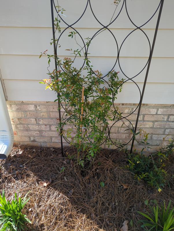 Monrovia Swan Queen Gardenia Flowering Shrub in 2.00 -Gallon Pot 1.0 ...