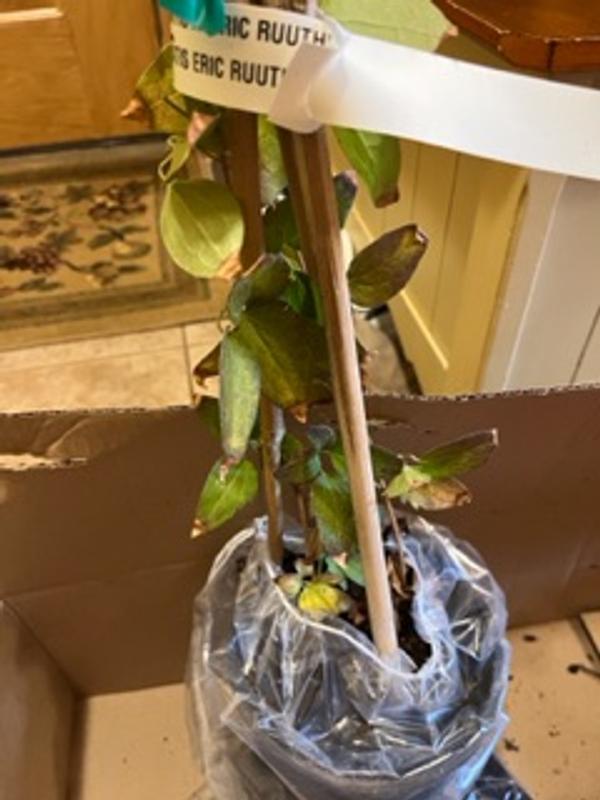 Spring Hill Nurseries White Eric Ruuth Clematis Vine Plant in 1-Pack ...