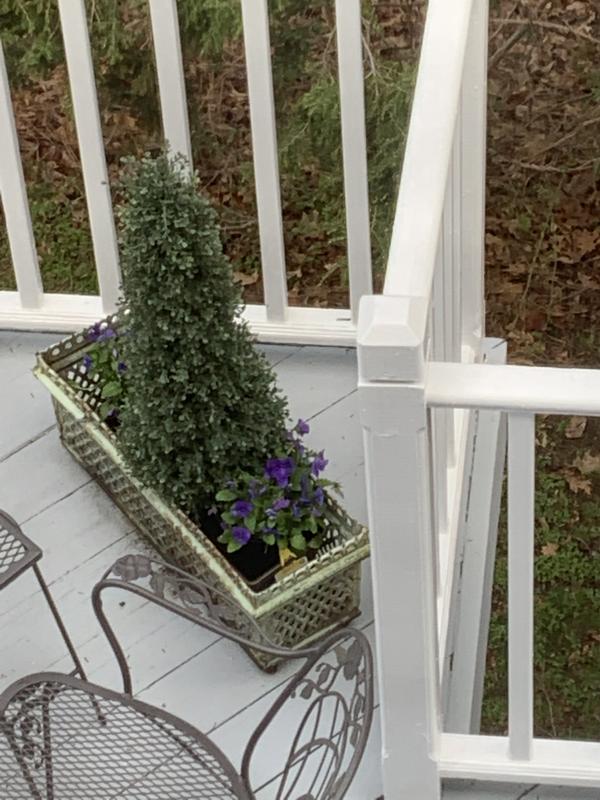 Lowe's 2 -Quart Purple Aubrieta 1 -Pack - Low Maintenance in the ...