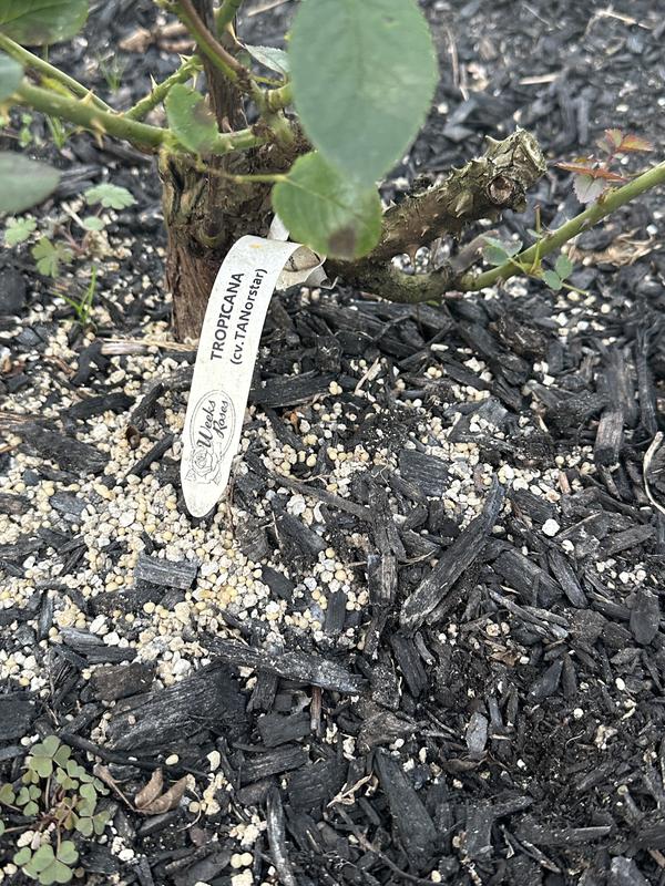 Spring Hill Nurseries Pink Flowering Perfume Factory Hybrid Tea Rose 1 ...
