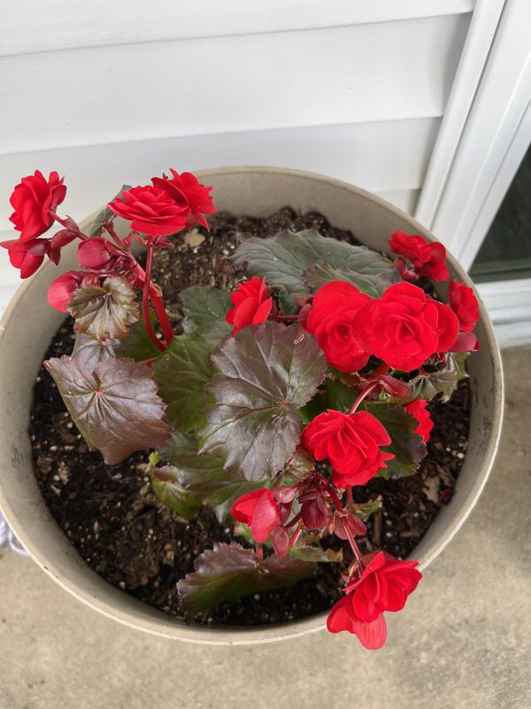 Monrovia 2 Quart(s) Assorted colors Begonia 1 -Pack - Low Maintenance ...