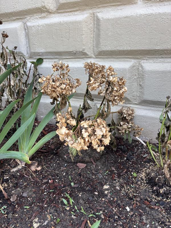 Lowe's Multicolor Hydrangea in 1.90 Gallon(s) Planter 1 -Pack in the ...