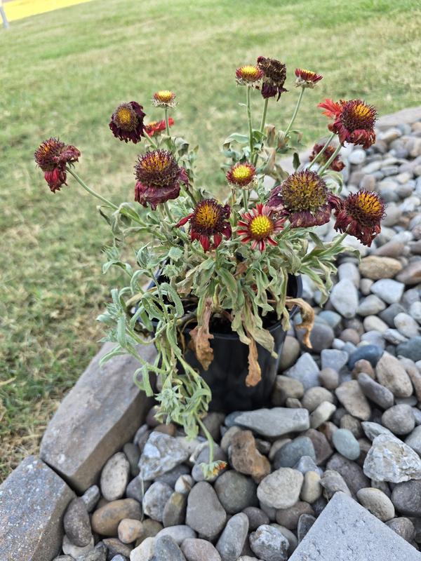 Monrovia Multicolor Coneflower Cheyenne Spirit Plant in 2.5-Quart Pot ...