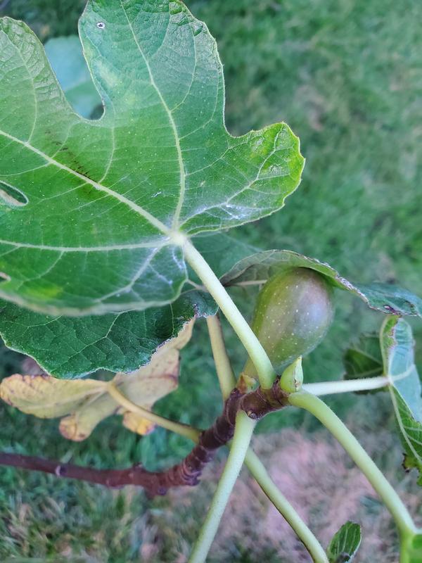 Southern Planters Ficus carica Fig Tree - Pot Plant, Full Sun ...