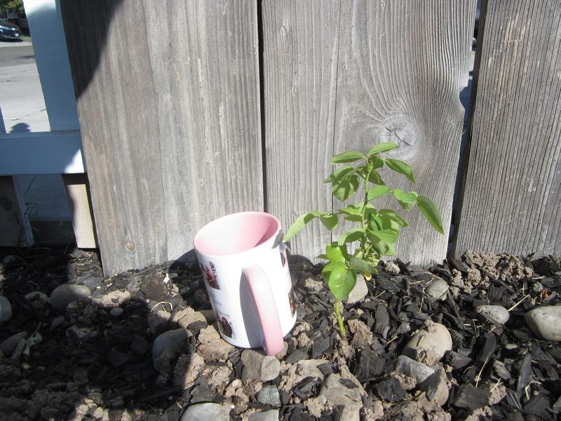 Spring Hill Nurseries Yellow Freedom Shrub Rose 1 Pack in Pot 74900 at ...