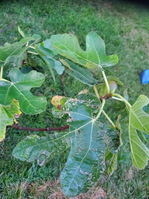 Southern Planters Ficus carica Fig Tree - Pot Plant, Full Sun ...