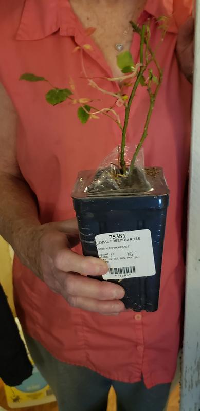 Spring Hill Nurseries Pink Freedom Shrub Rose 1 Pack in Pot 74908 at ...