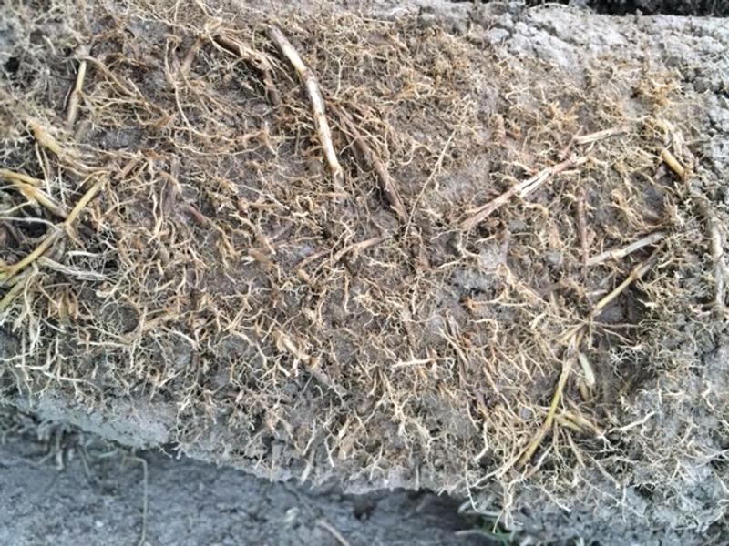 Harmony Outdoor Brands 500-sq ft Natural Zoysia Sod Pallet ZOYS500DCOM ...
