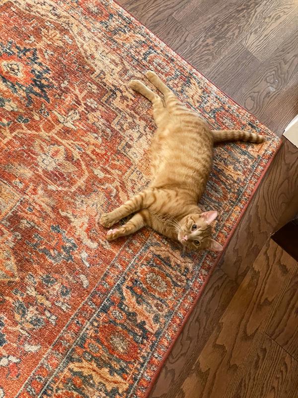 allen + roth Machine Washable Terra Medallion 5 X 8 (ft) Rust Indoor ...