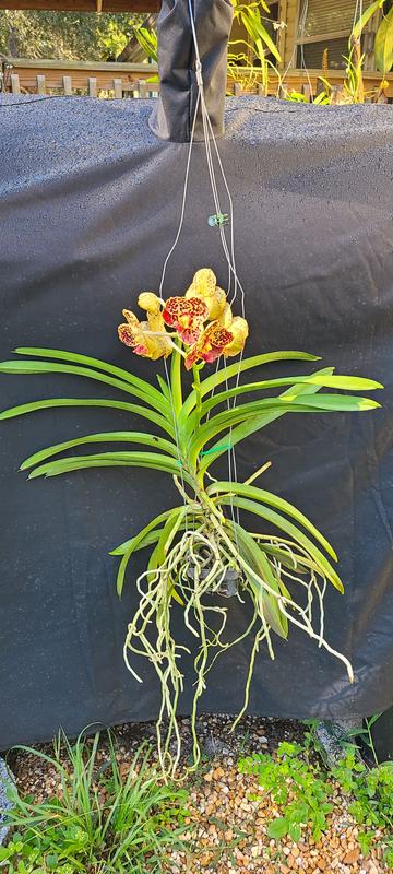 Better-Gro Mixed Color Vanda Orchid House Plant - 0.98 Quart - High ...