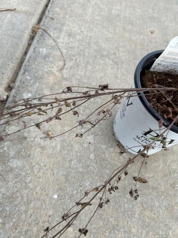 Proven Winners Rosy Purple Meant to Bee 'Royal Raspberry' Anise Hyssop ...