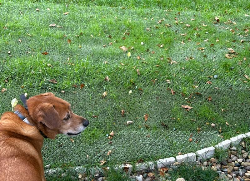 DURAGRASS Hybrid Turf Patch 25-ft-ft x 3-ft Artificial Grass 10377010 ...