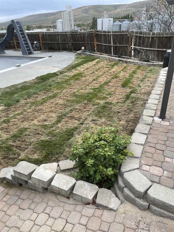 Harmony Outdoor Brands 500-sq ft Natural Bluegrass Sod Pallet ...